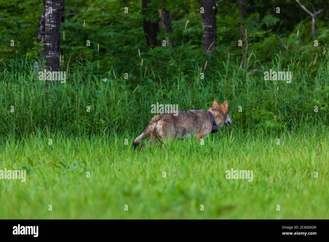 Gray wolf in northern Wisconsin Stock Photo - Alamy