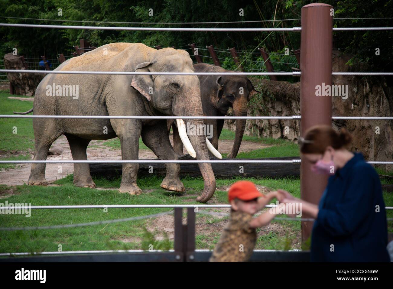 Smithsonian Zoo Elephant High Resolution Stock Photography and Images ...