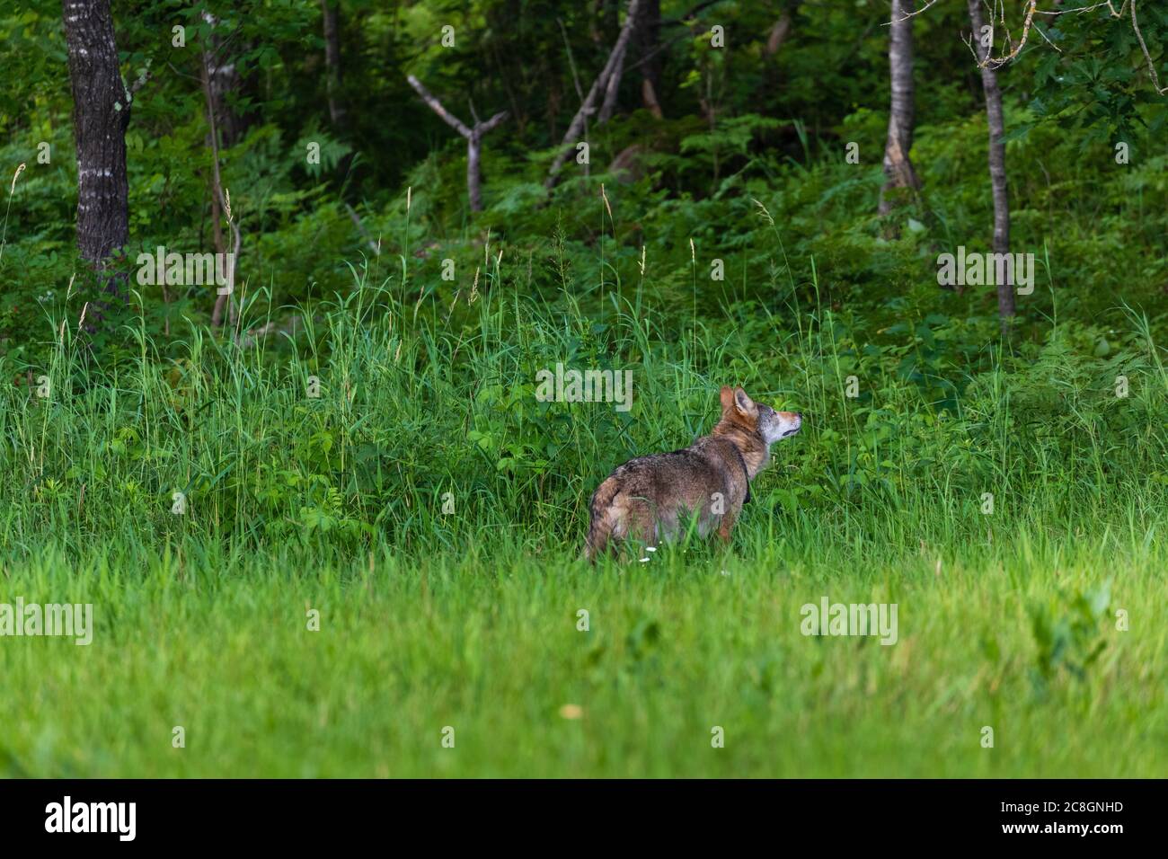 Gray wolf in northern Wisconsin Stock Photo - Alamy