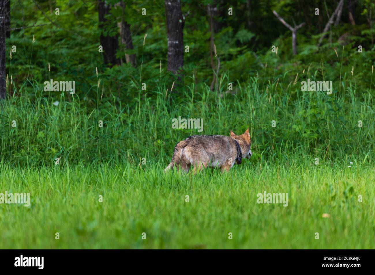 Gray wolf in northern Wisconsin Stock Photo - Alamy