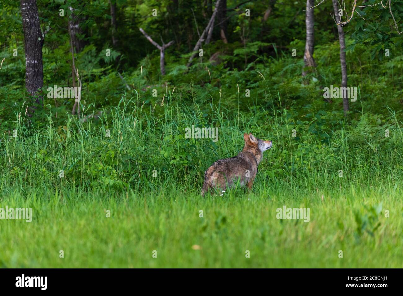Gray wolf in northern Wisconsin Stock Photo - Alamy