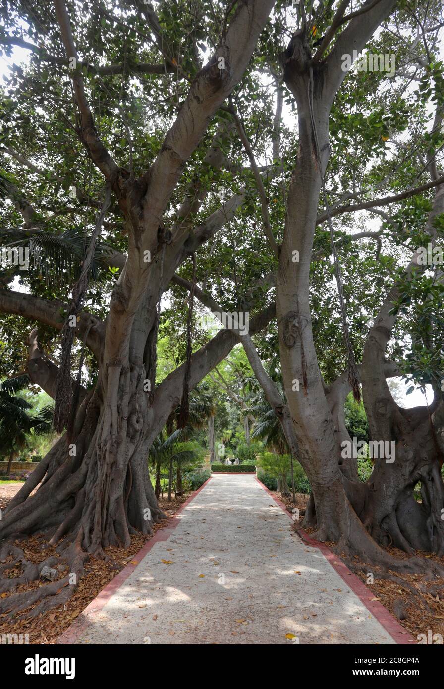 Attard. Malta. San Anton Gardens. Moreton Bay fig (Ficus macrophylla ...