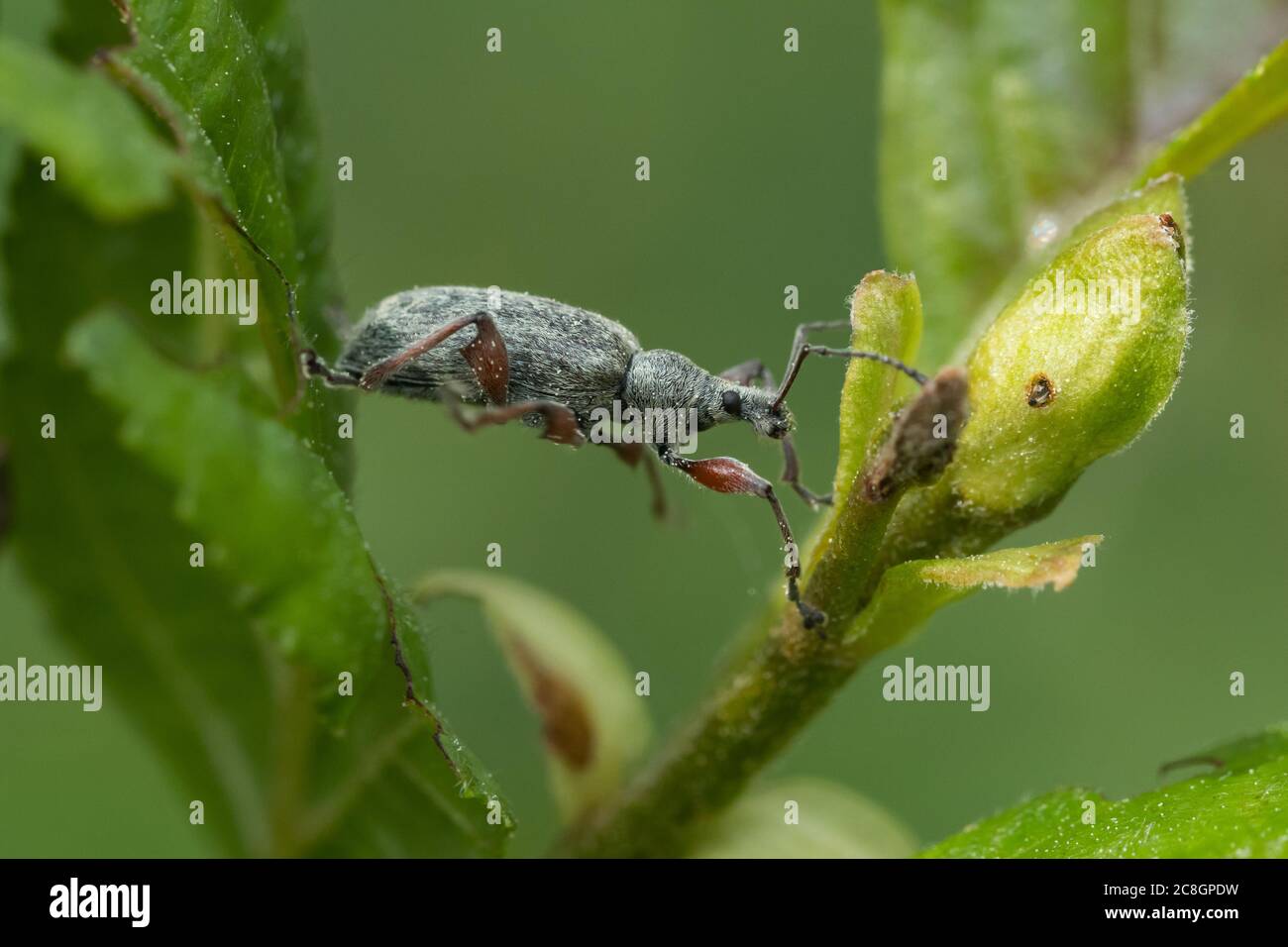 Phyllobius (Metaphyllobius) glaucus formerly known as Phyllobius ...