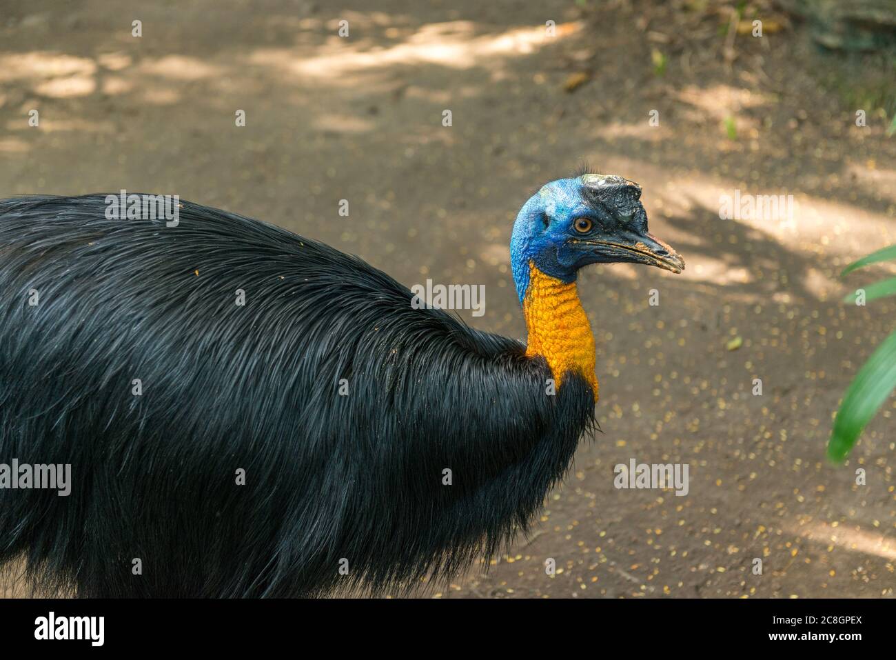Bali bird park in Sanur Stock Photo - Alamy