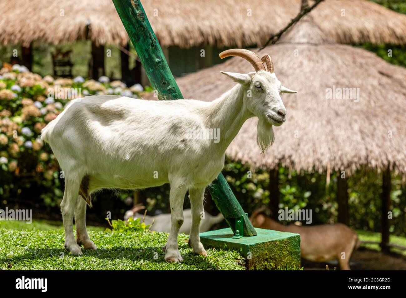 Closeup on goat on the farm Stock Photo - Alamy
