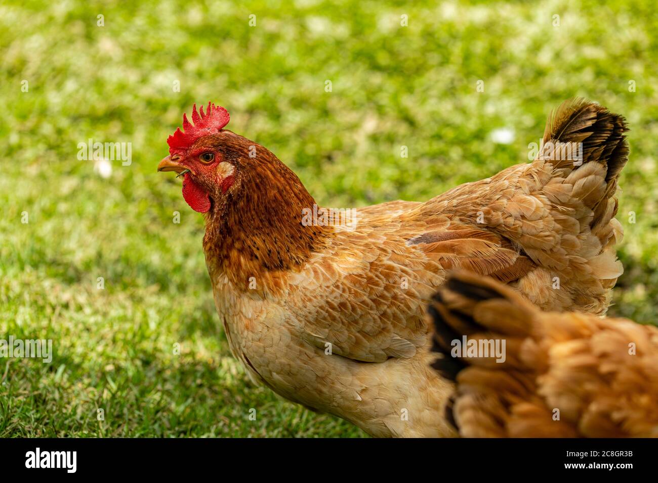 Free range chicken on a traditional poultry farm Stock Photo - Alamy