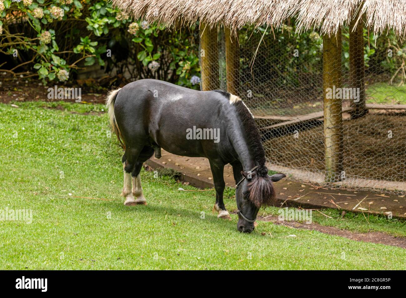 Pony walking freely on the farm, eating grass Stock Photo - Alamy