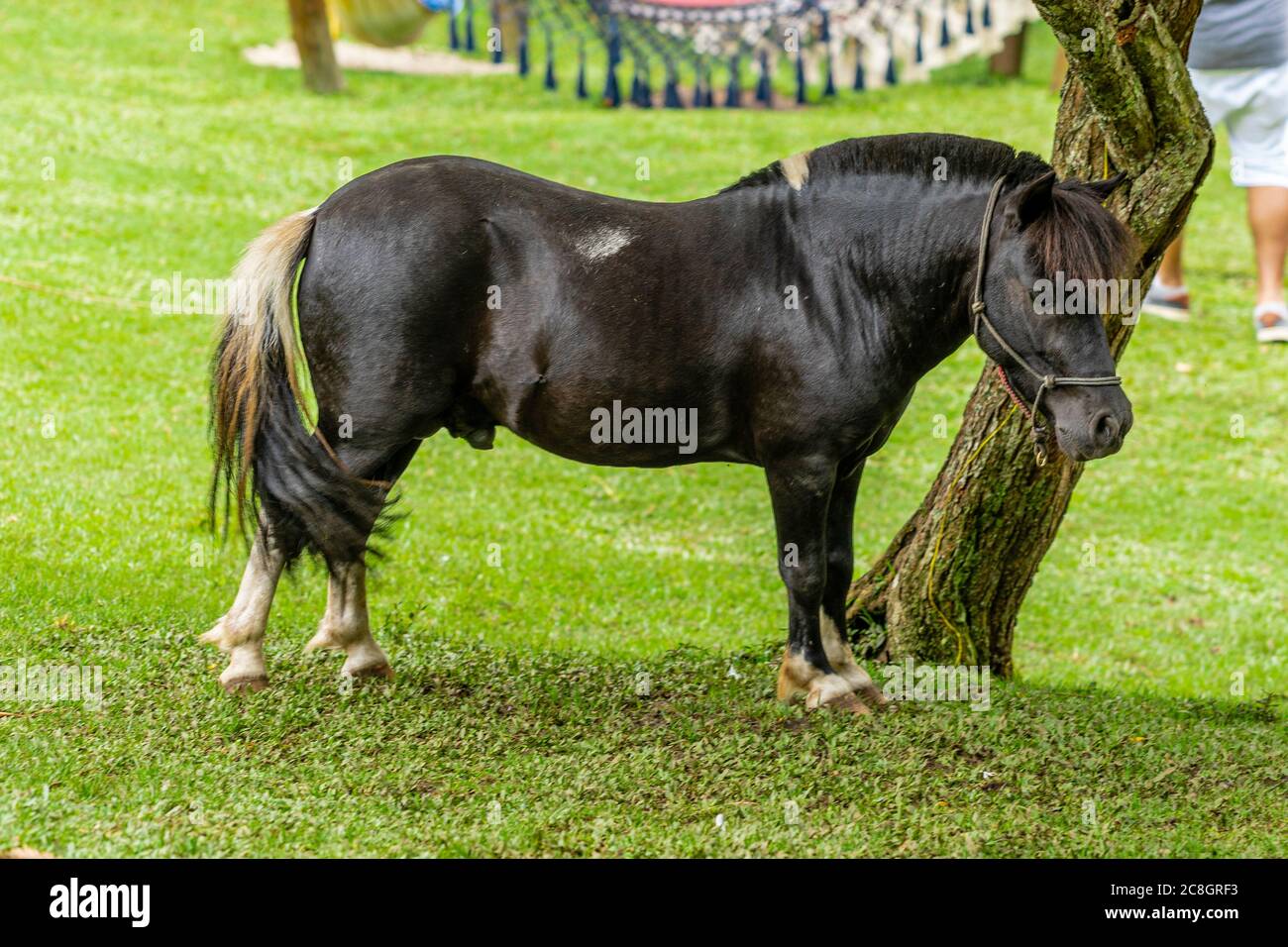 Pony walking freely on the farm, eating grass Stock Photo - Alamy