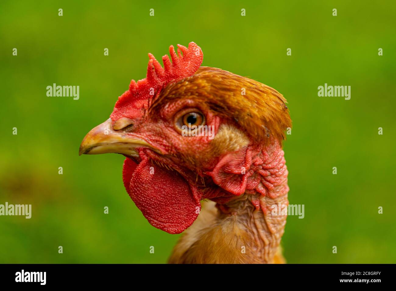 Free range chicken on a traditional poultry farm Stock Photo - Alamy