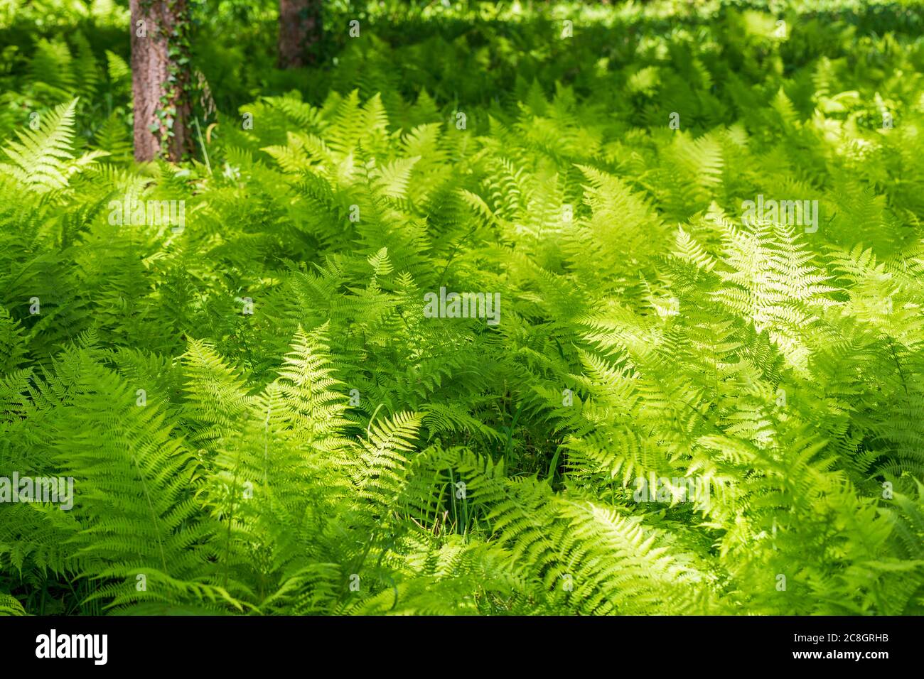Ferns in forest landscape, natural background Stock Photo - Alamy