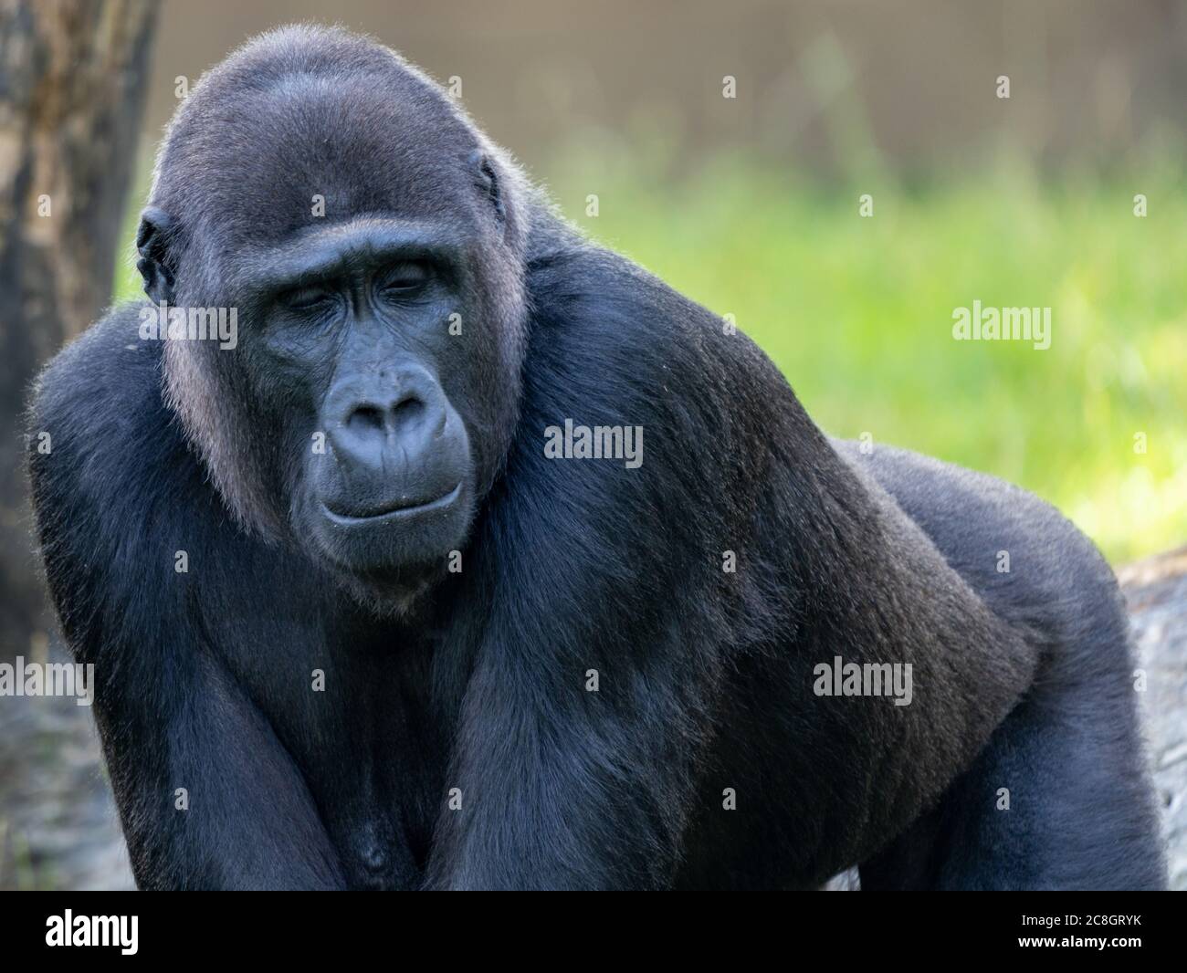 Large male gorilla High Resolution Stock Photography and Images - Alamy