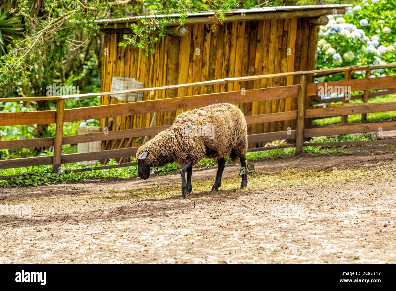 Sheep grazing on fence at the farm Stock Photo - Alamy
