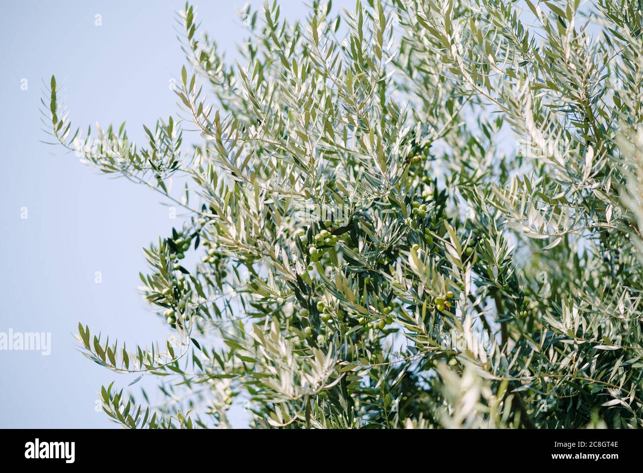 Olive tree sun branches berries hi-res stock photography and images - Alamy