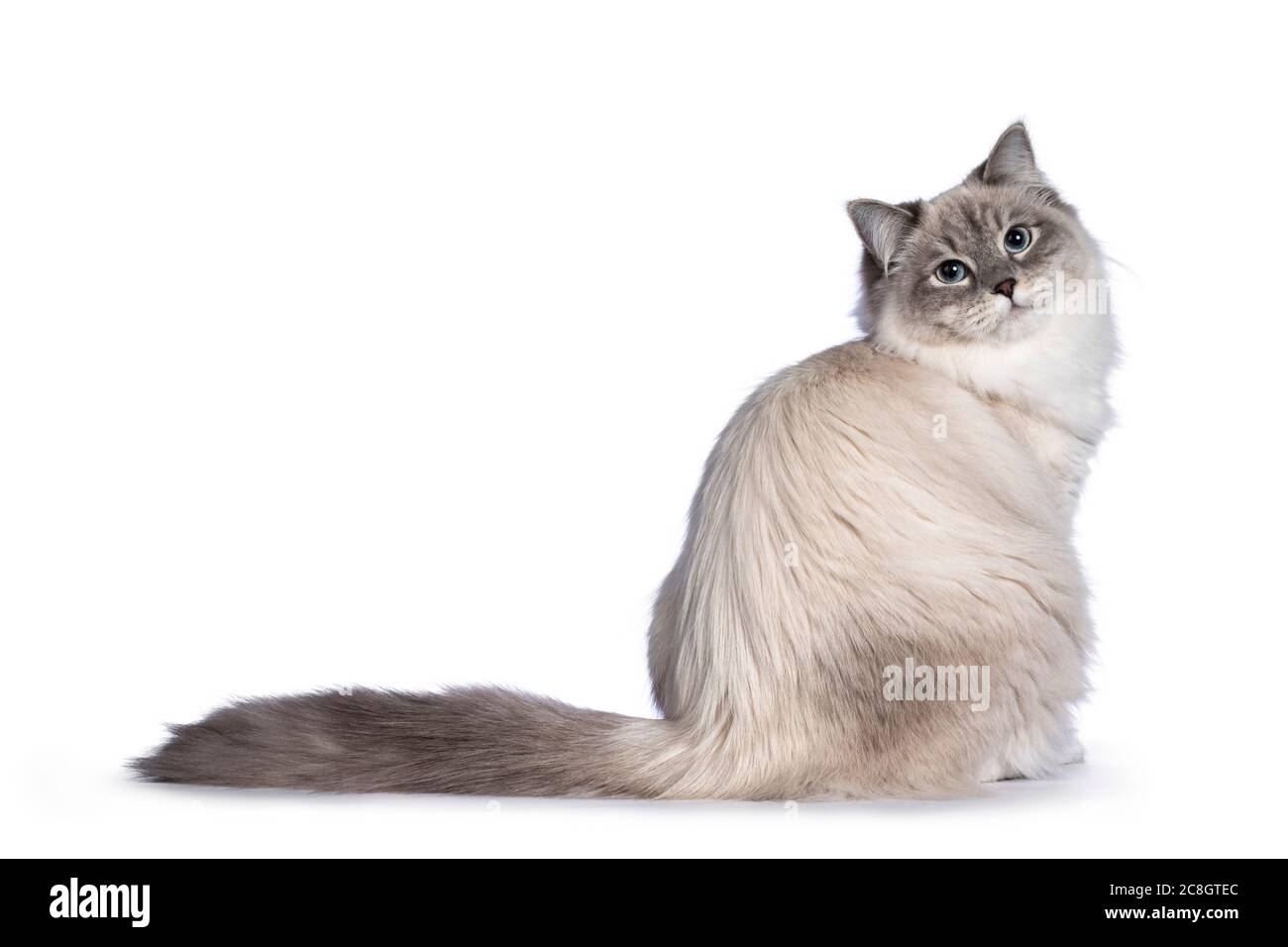 Pretty Neva Masquerade cat sitting side ways. Looking straight to ...