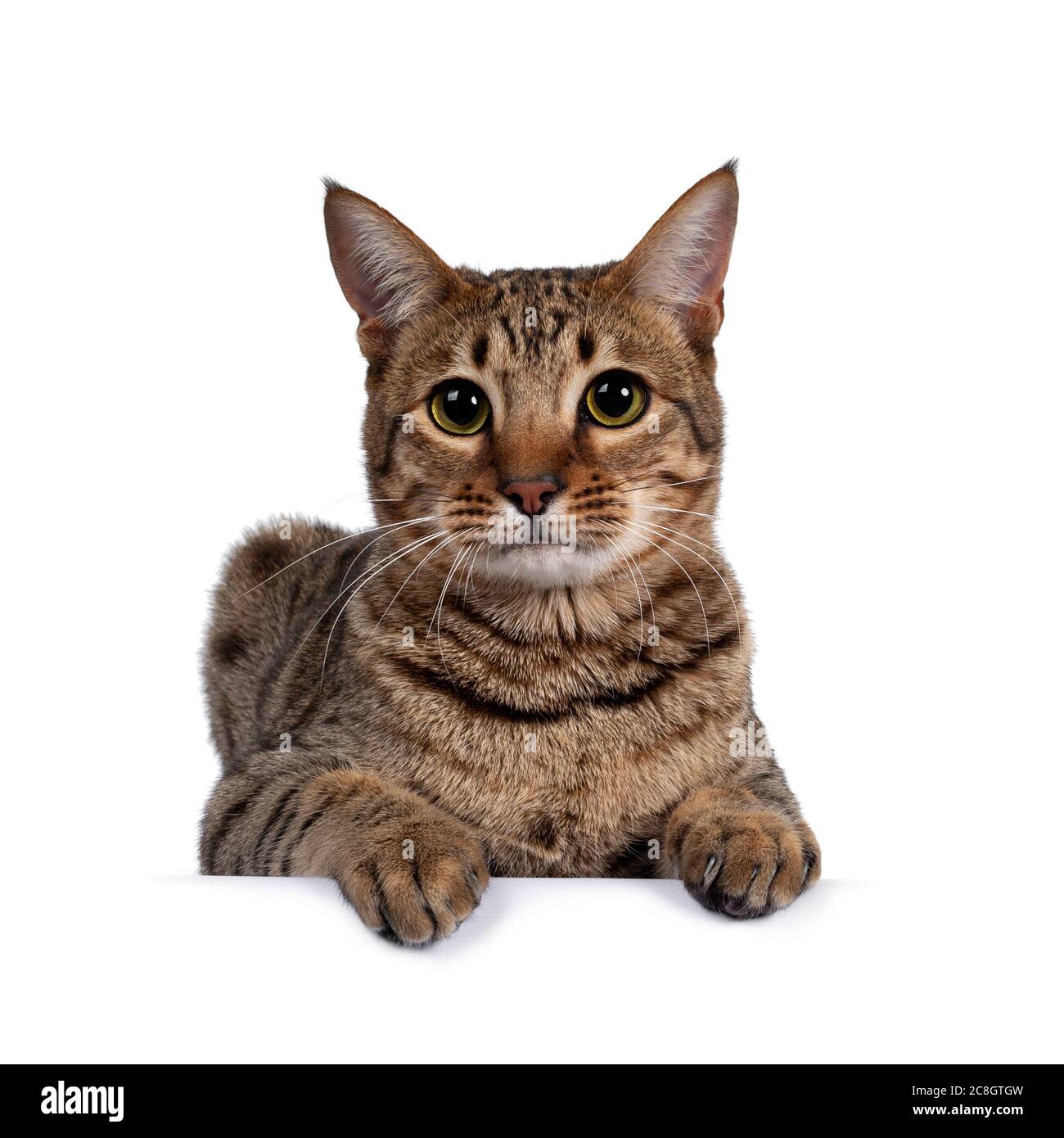 Adult housecat Cut Out Stock Images & Pictures - Alamy