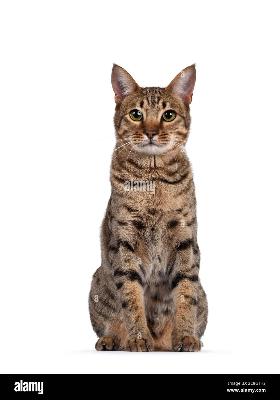 Golden Brown Tabby Cat