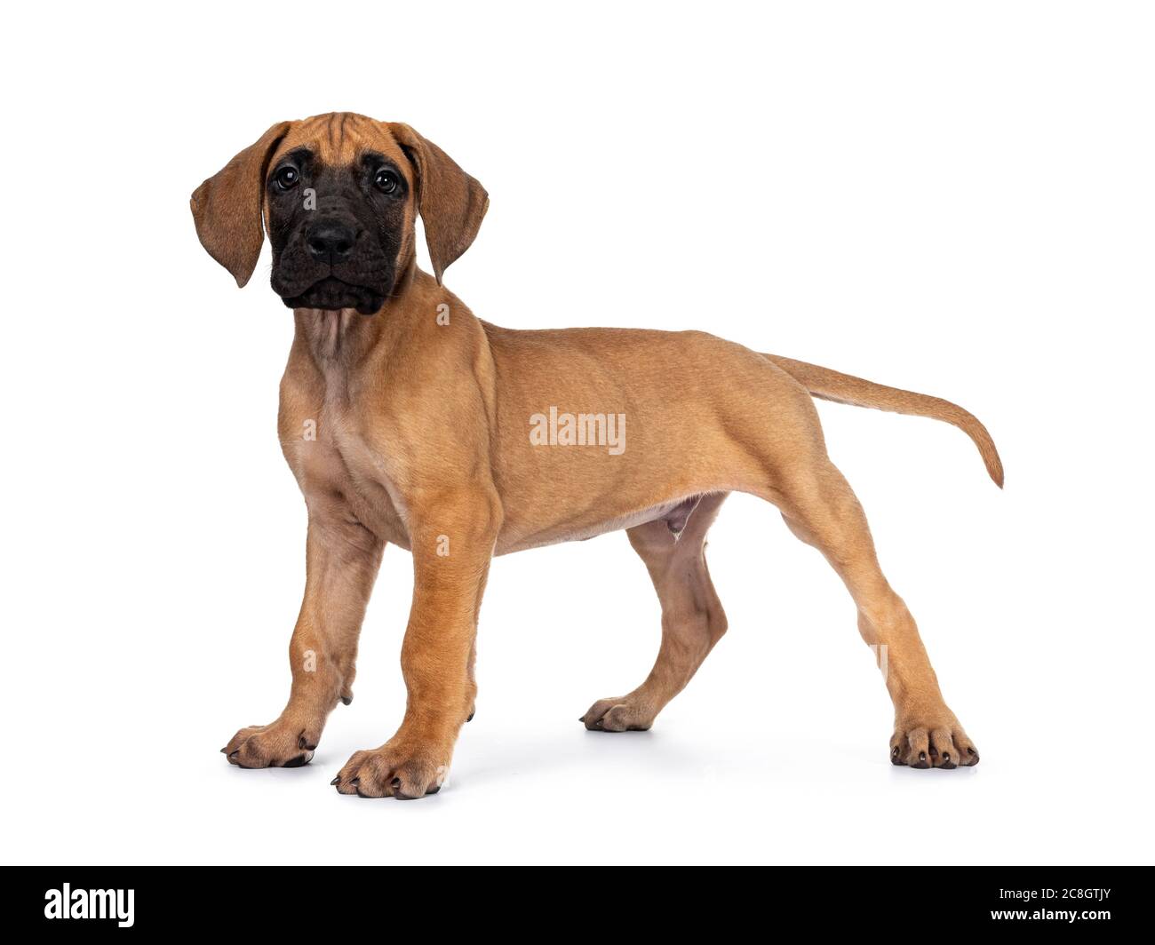 Handsome fawn / blond Great Dane puppy, standing side ways. Looking ...