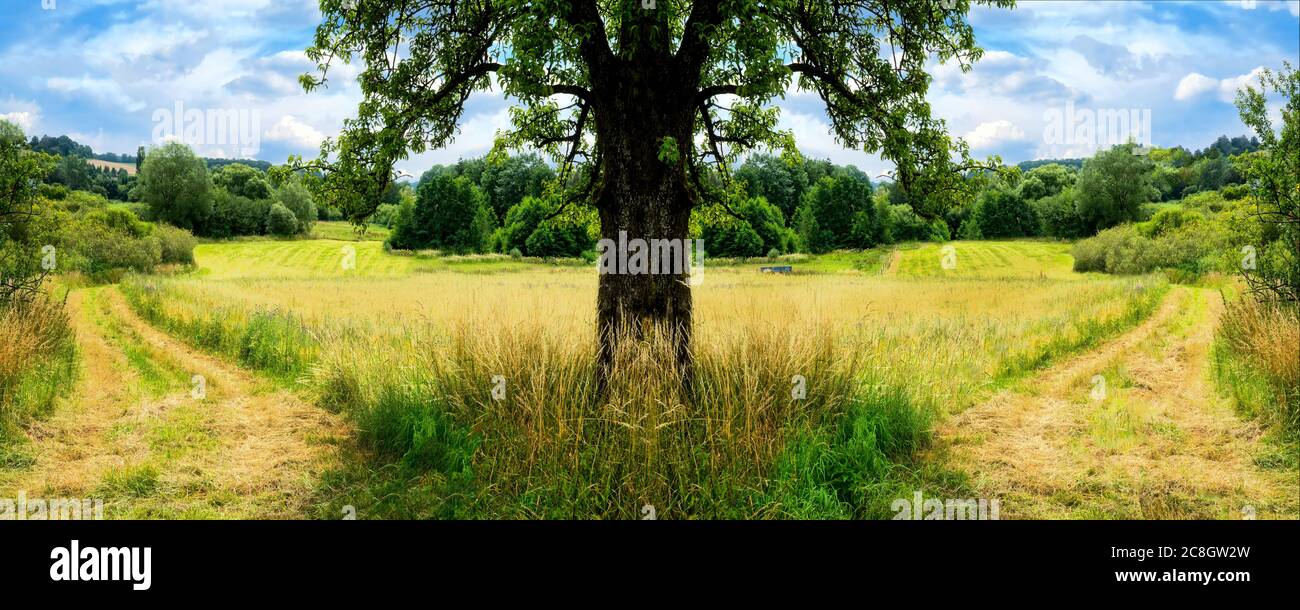 A single tree in the middle of a beautiful landscape with golden yellow ...
