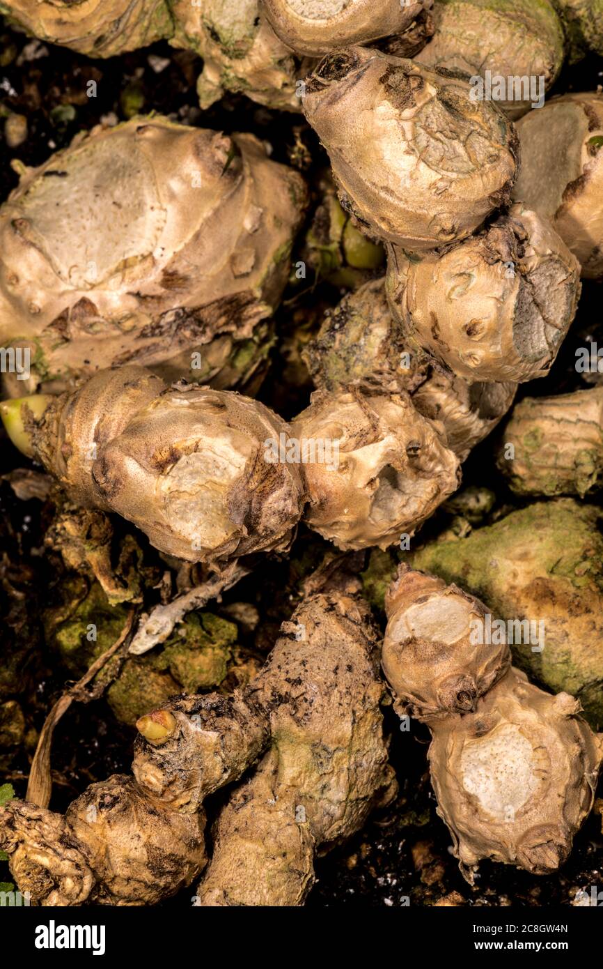 Ginger rhizomes zingiber officinale hi-res stock photography and images ...