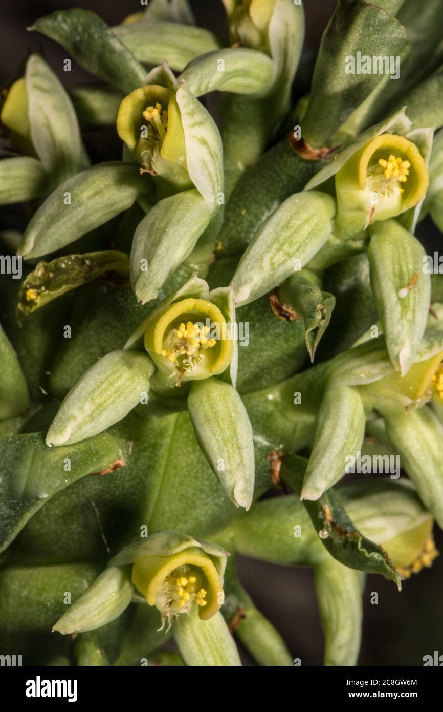 Monadenium hi-res stock photography and images - Alamy
