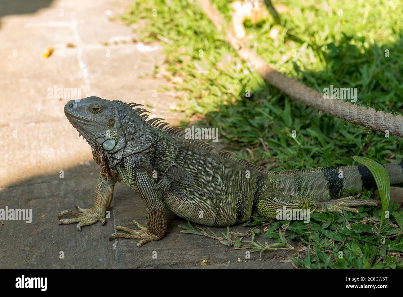 Bali Reptiles High Resolution Stock Photography and Images - Alamy