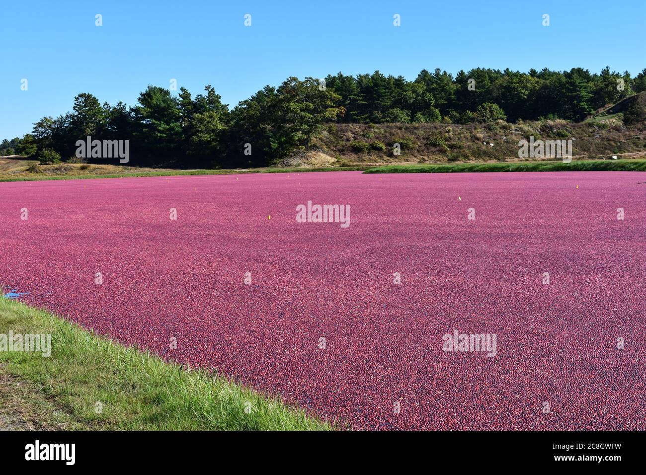Cranberries floating on flooded bog for harvesting in Massachusetts ...