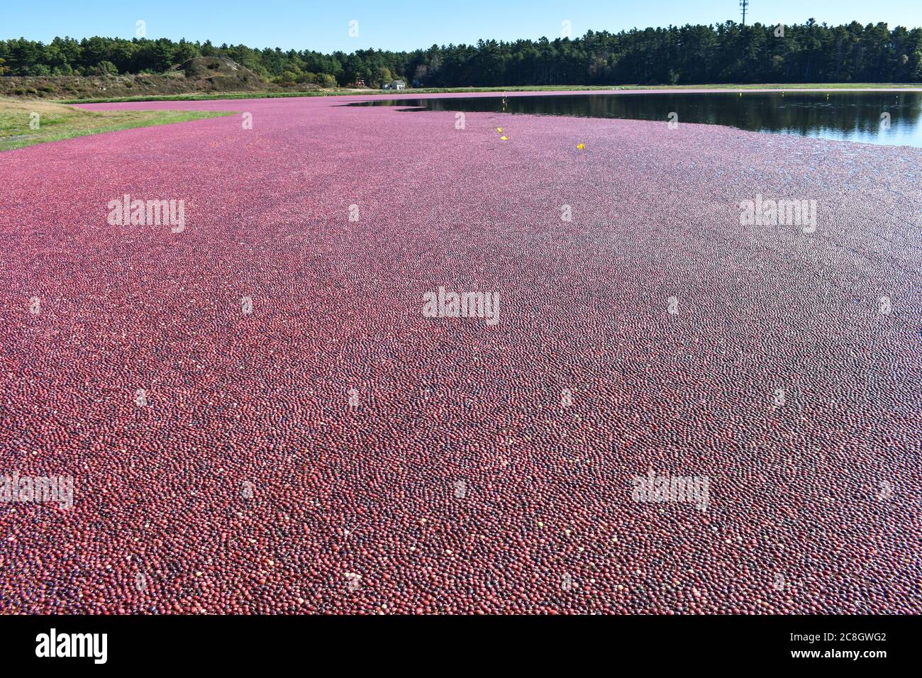 Cranberries floating on flooded bog for harvesting in Massachusetts ...