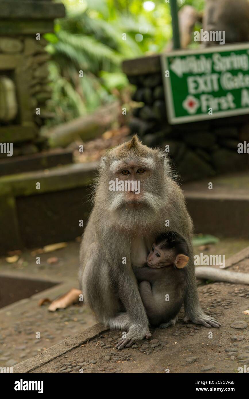 Monkeys in Ubud Bali Stock Photo - Alamy