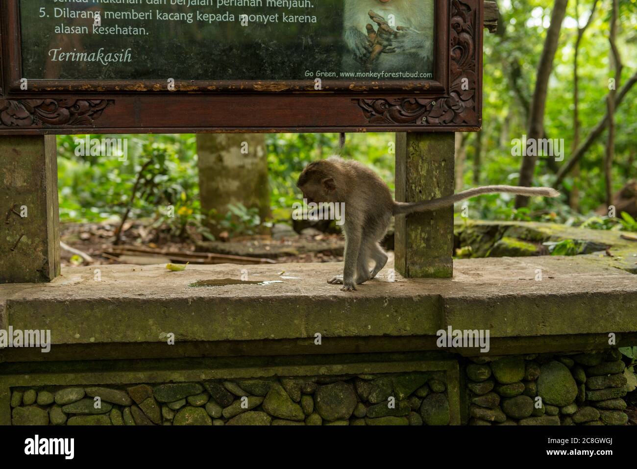 Monkeys in Ubud Bali Stock Photo - Alamy