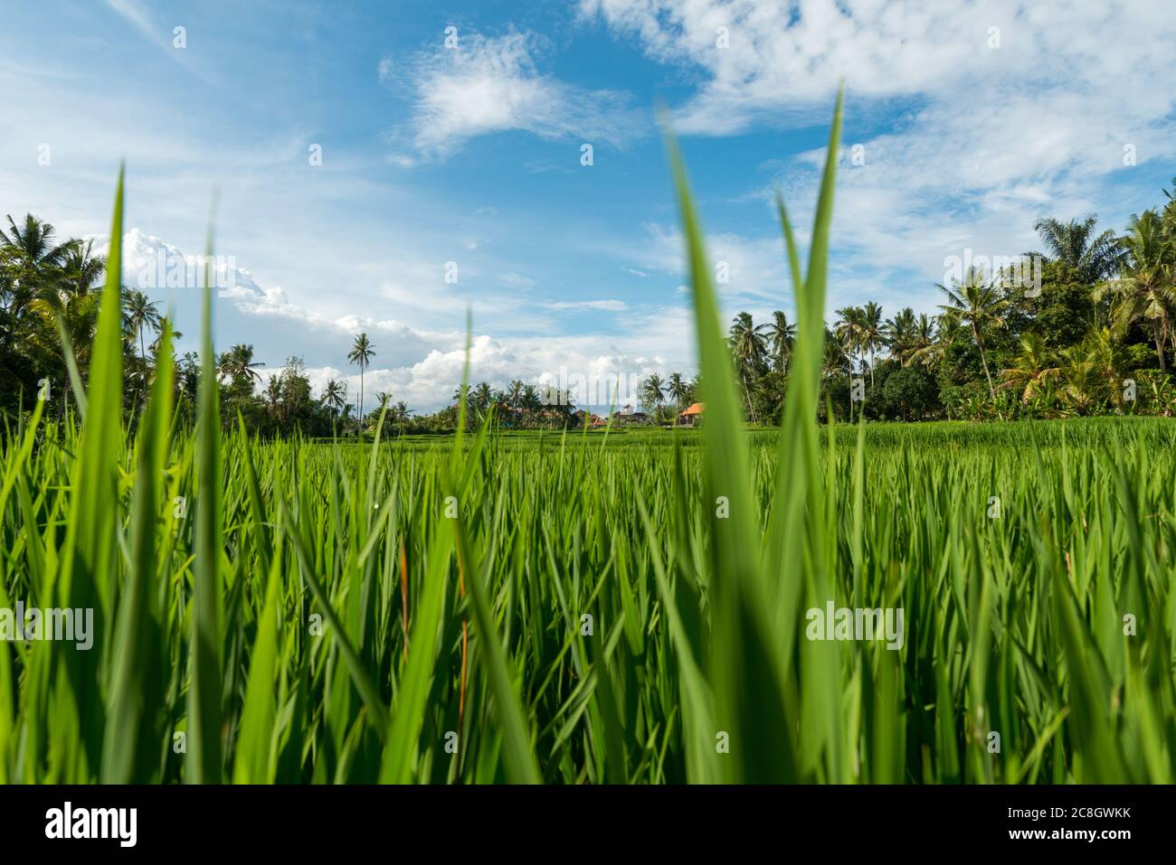 Rice fields in Ubud Stock Photo - Alamy