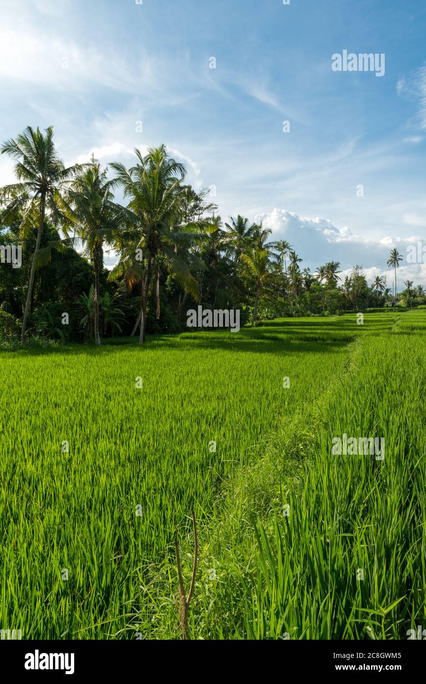 Rice fields in Ubud Stock Photo - Alamy