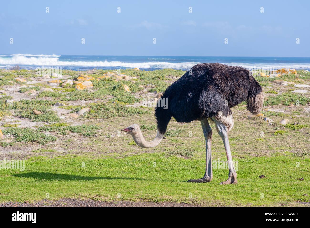 Ostrich sea hi-res stock photography and images - Alamy