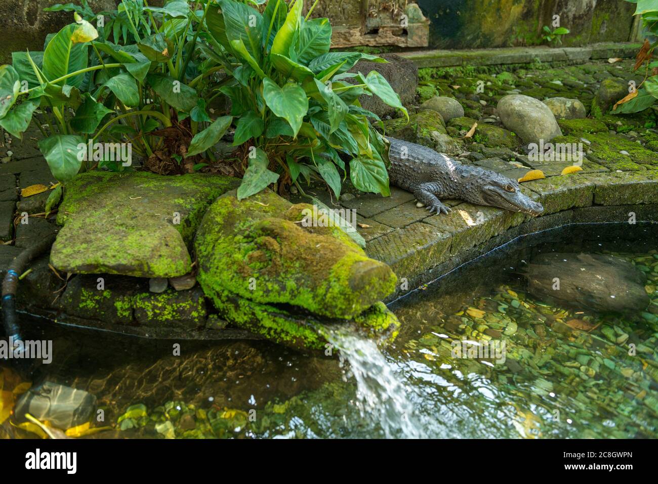 Reptiles in Bali Bird Park Stock Photo - Alamy