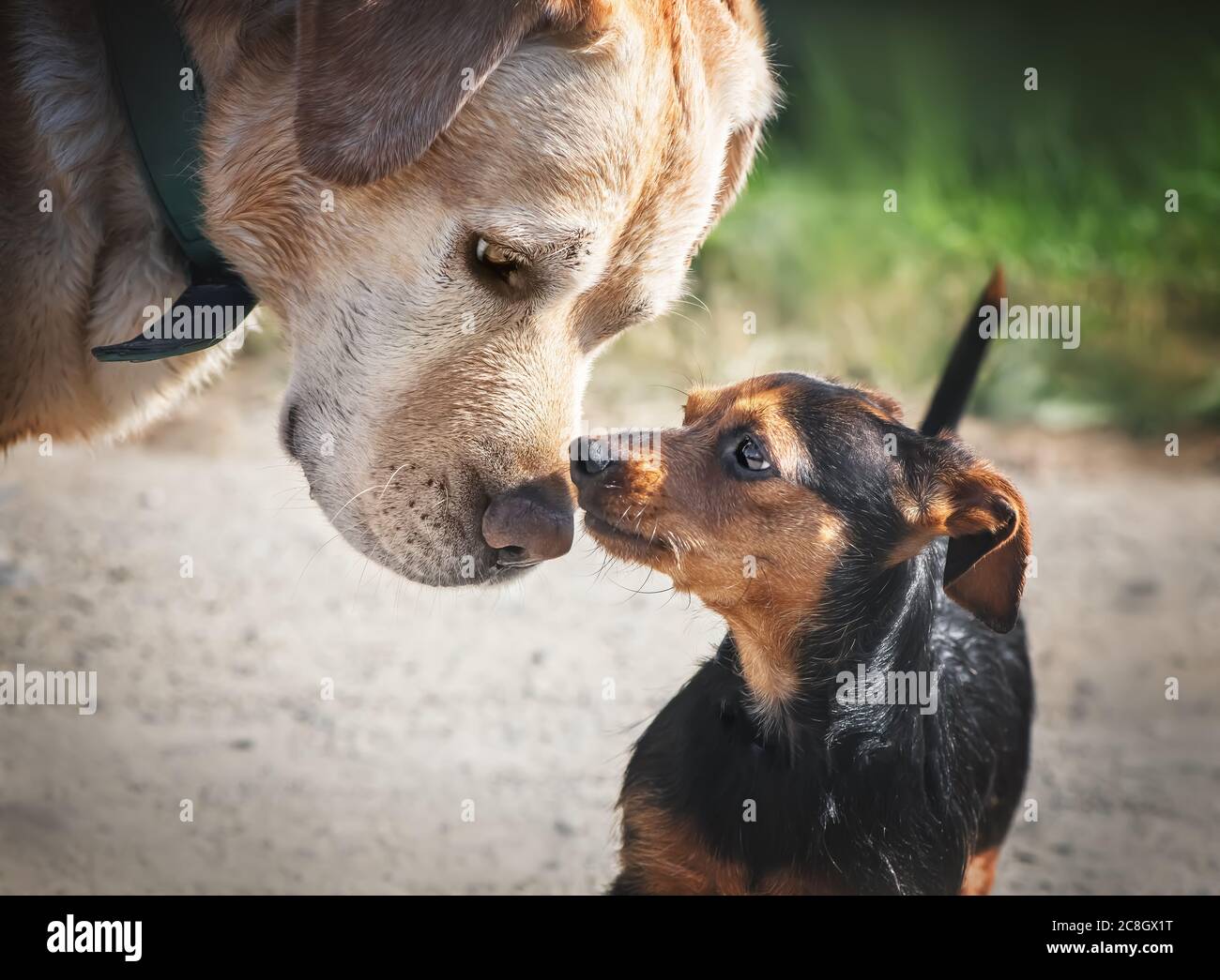 Miniature pinscher labrador retriever hi-res stock photography and ...
