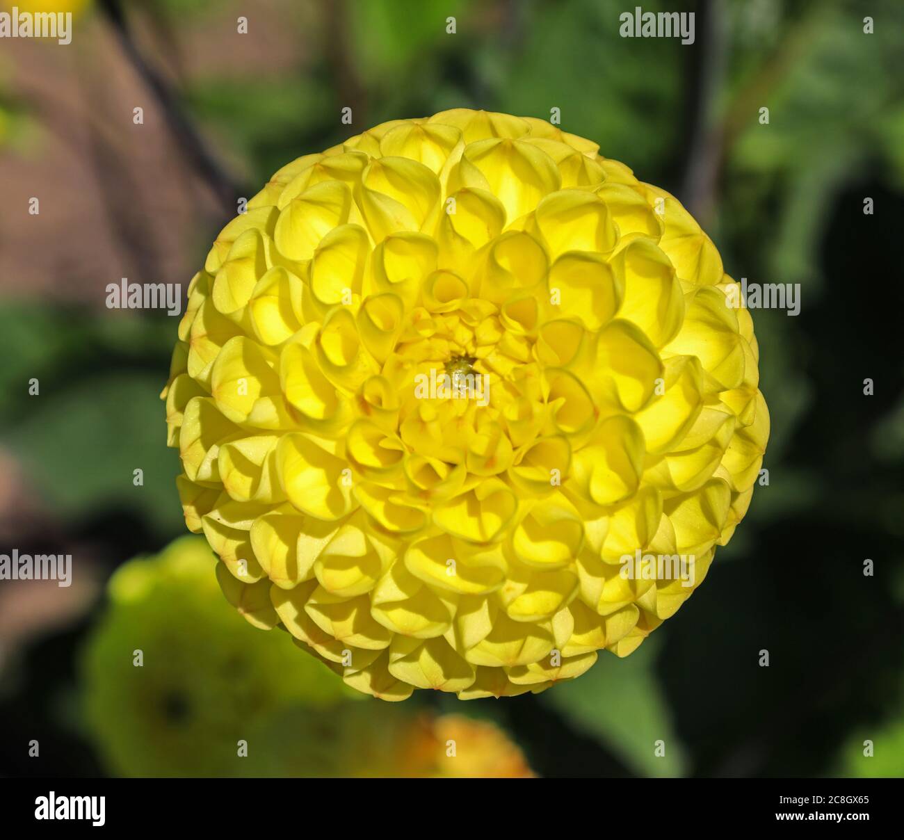 Edith mueller hi-res stock photography and images - Alamy