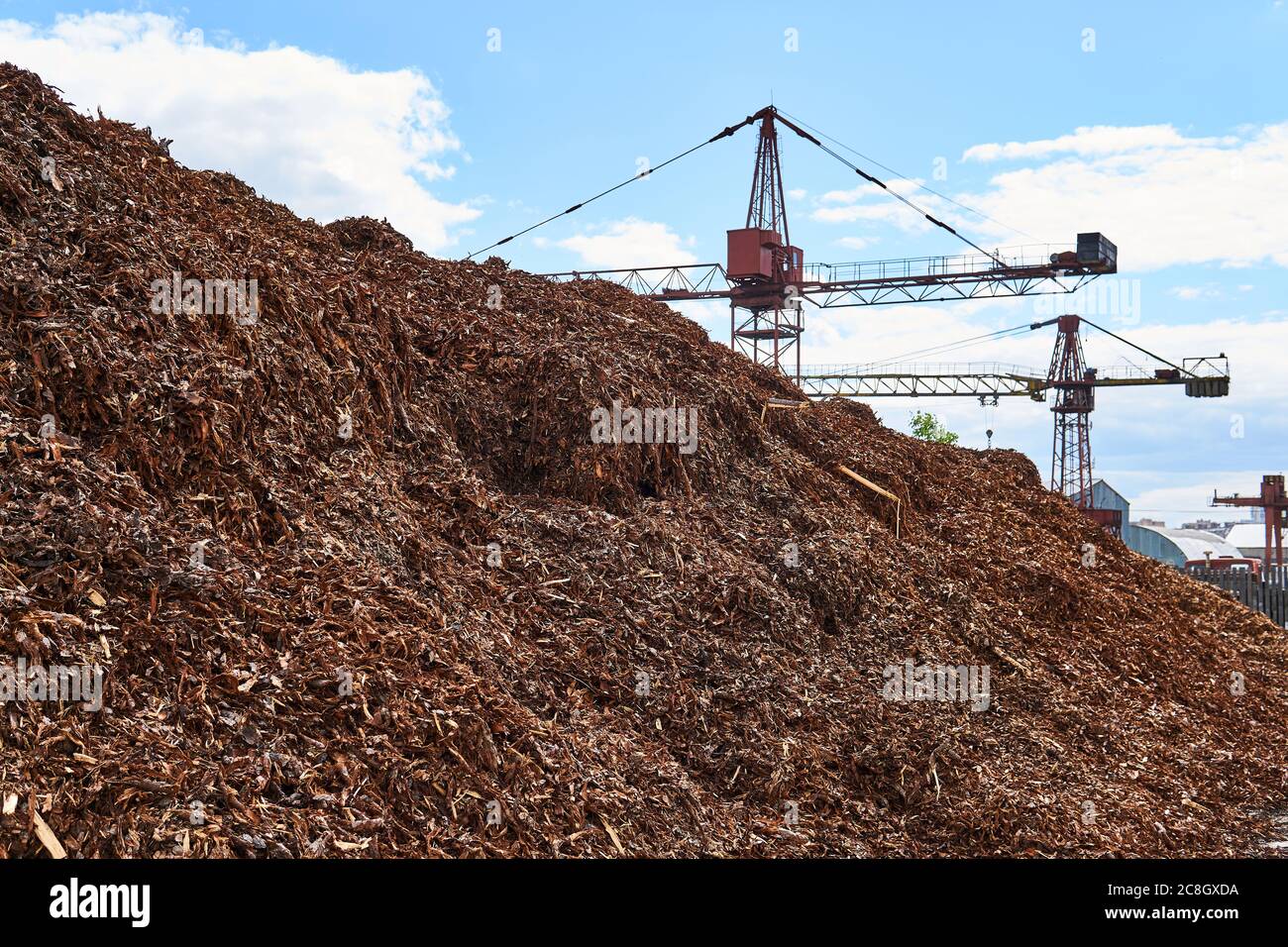 Bark removed from tree hi-res stock photography and images - Alamy
