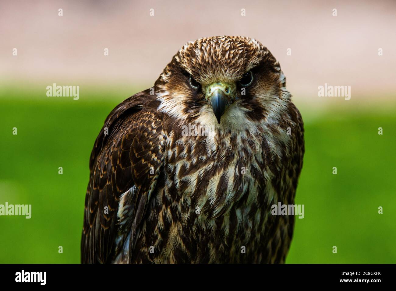 Beautiful portrait of a hawk from a Scottish falconer Stock Photo - Alamy