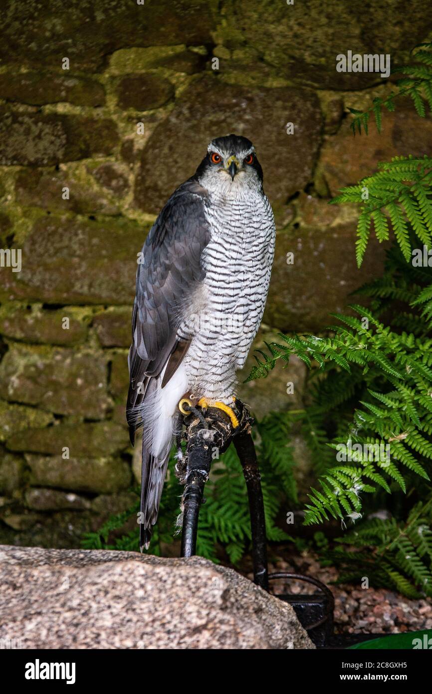 Scottish raptor hi-res stock photography and images - Alamy