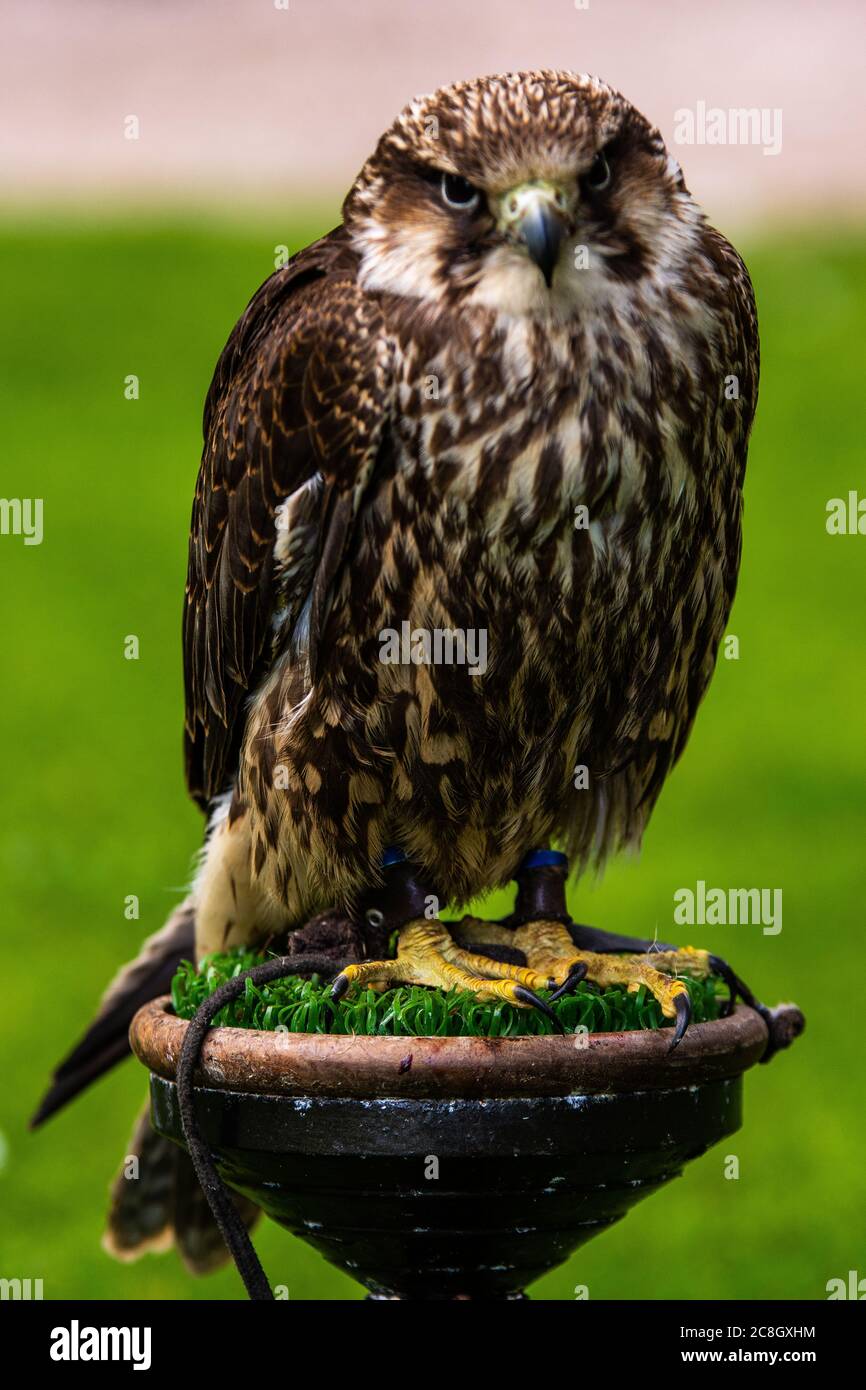 Beautiful portrait of a hawk from a Scottish falconer Stock Photo - Alamy