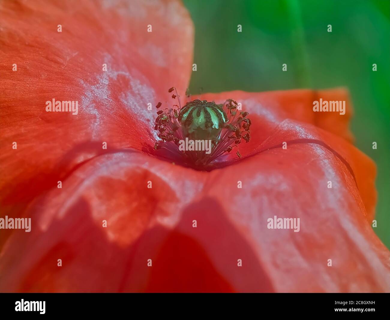 Photo macro large red hi-res stock photography and images - Alamy