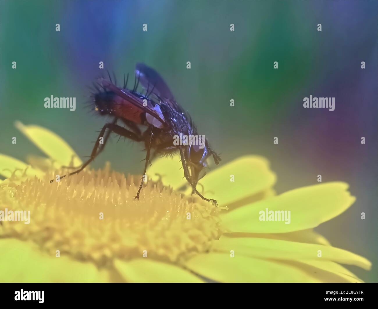 Red flower flies hi-res stock photography and images - Alamy