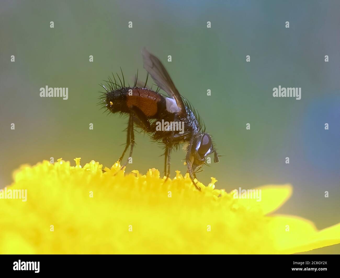 Fly on a yellow flower hi-res stock photography and images - Alamy