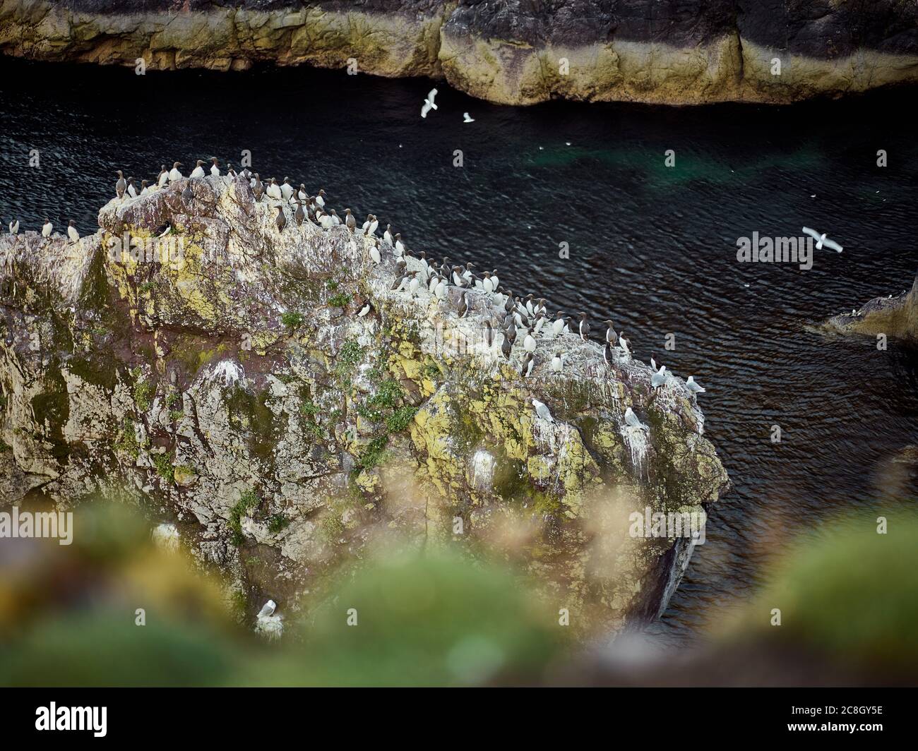 The Sea Bird Colony (mainly Guillimots) at St Abbs Nature Reserve in ...