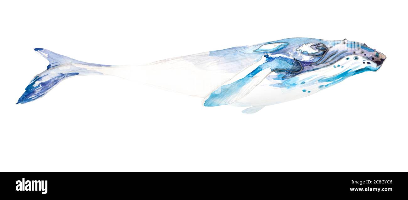 Watercolor and pencil sketch of humpback whale on white background ...