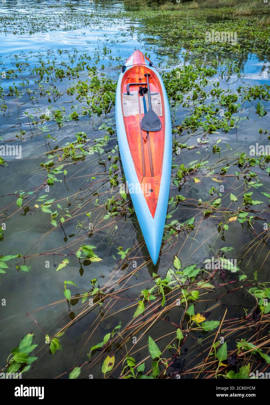 Tail view of a long and narrow racing stand up paddleboard on overgrown ...