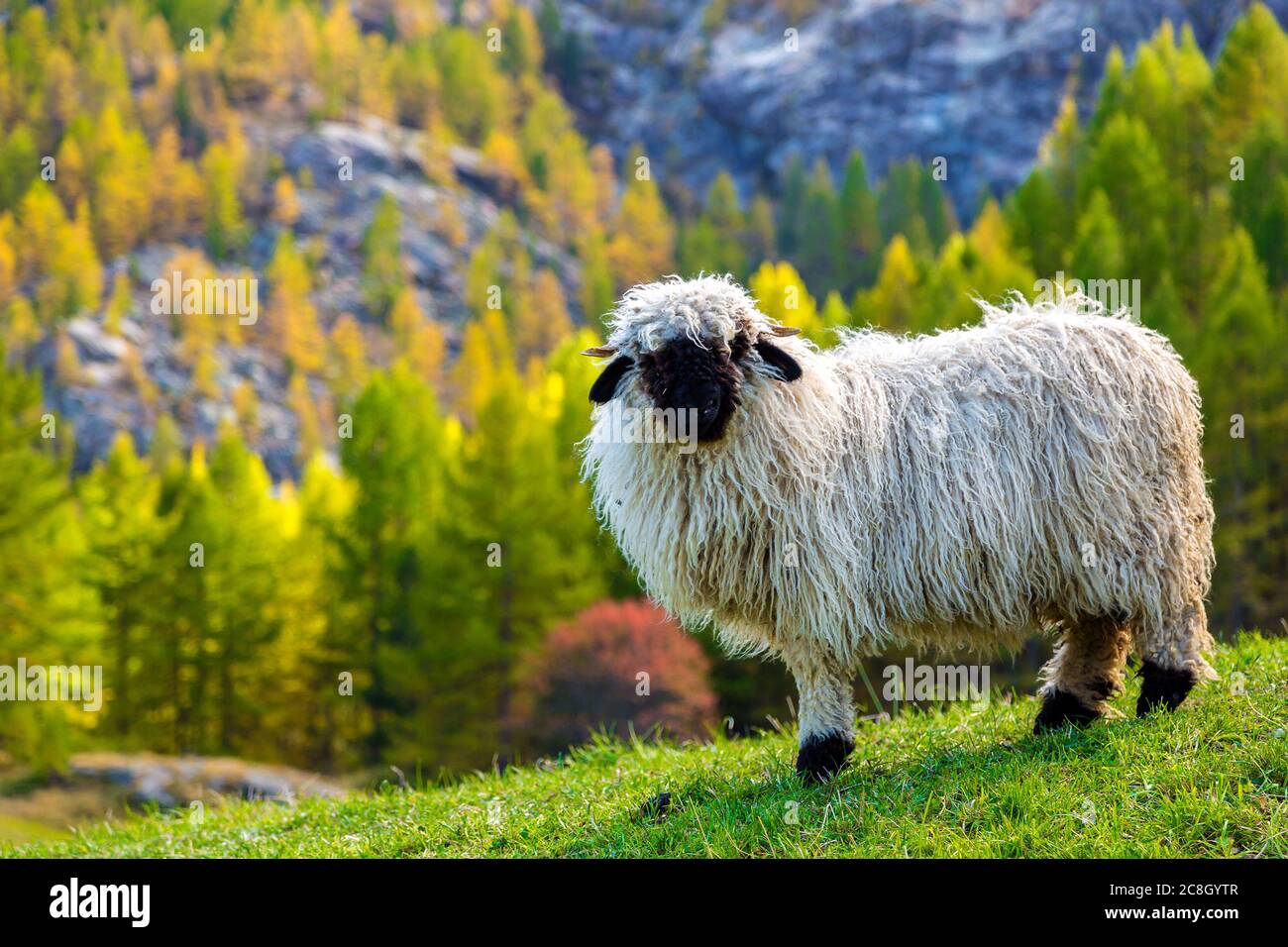 Valais blacknose sheep hi-res stock photography and images - Alamy