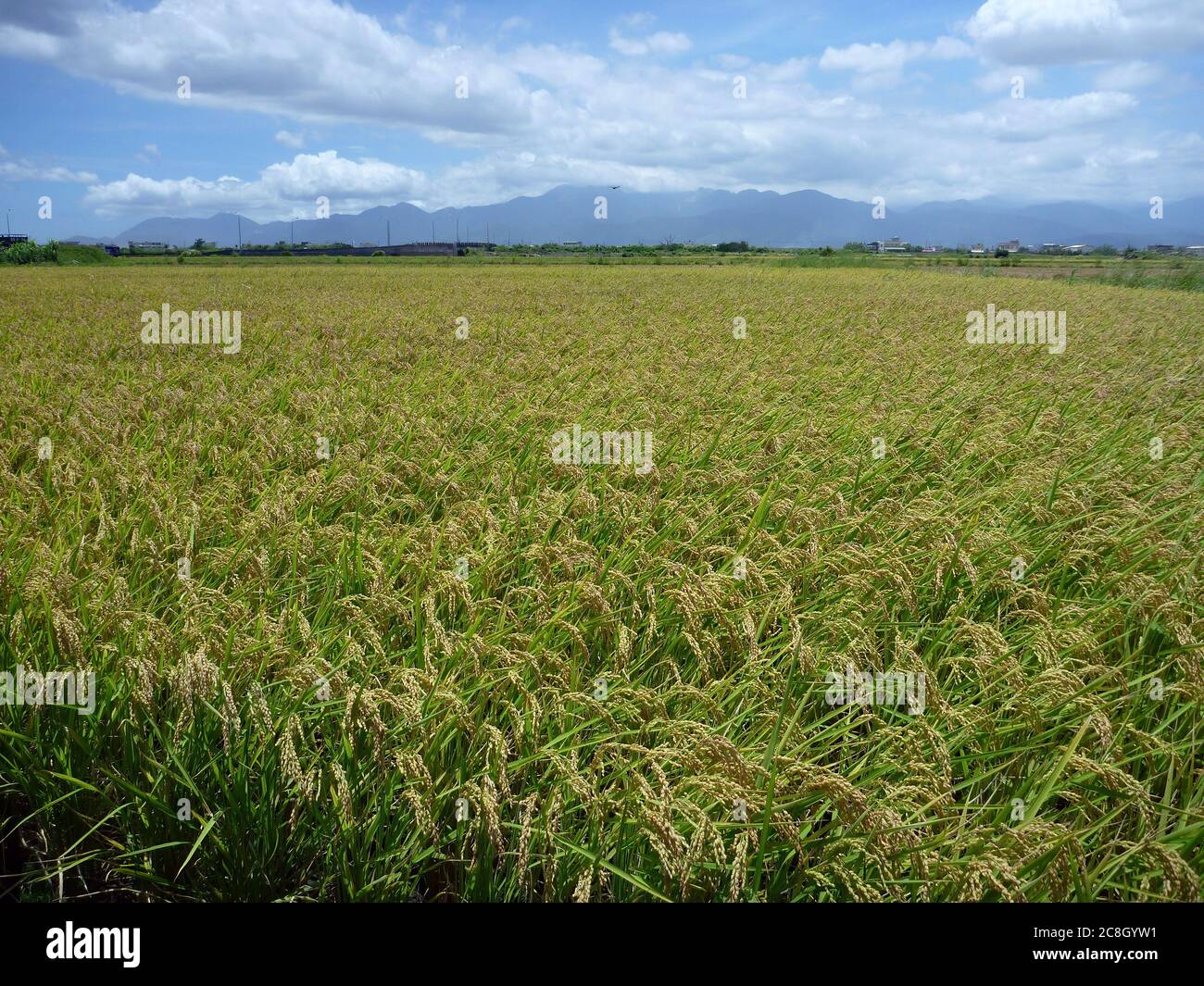 Sunny view of a big mature rice farm at Yialn, Taiwan Stock Photo - Alamy
