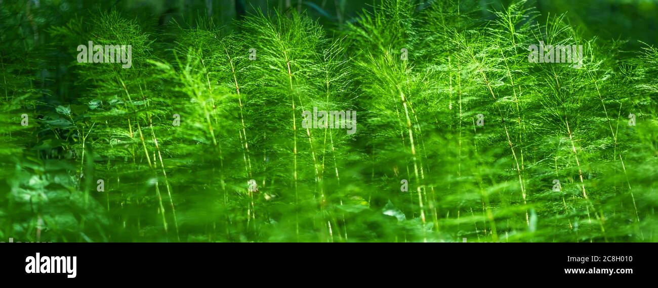 Horsetail Plant Landscaping