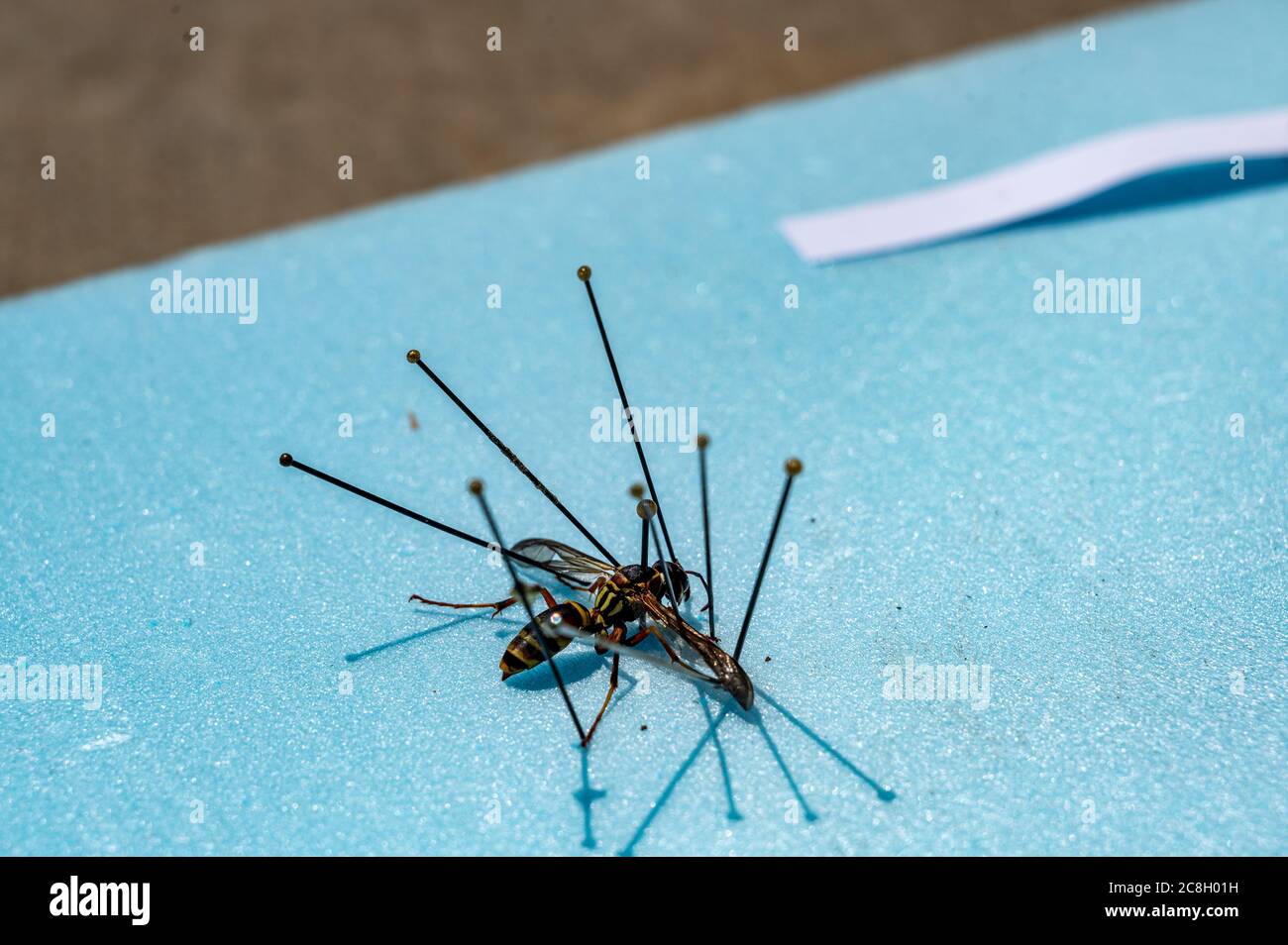 Technique to pin and preserve insects by positioning legs and wings ...