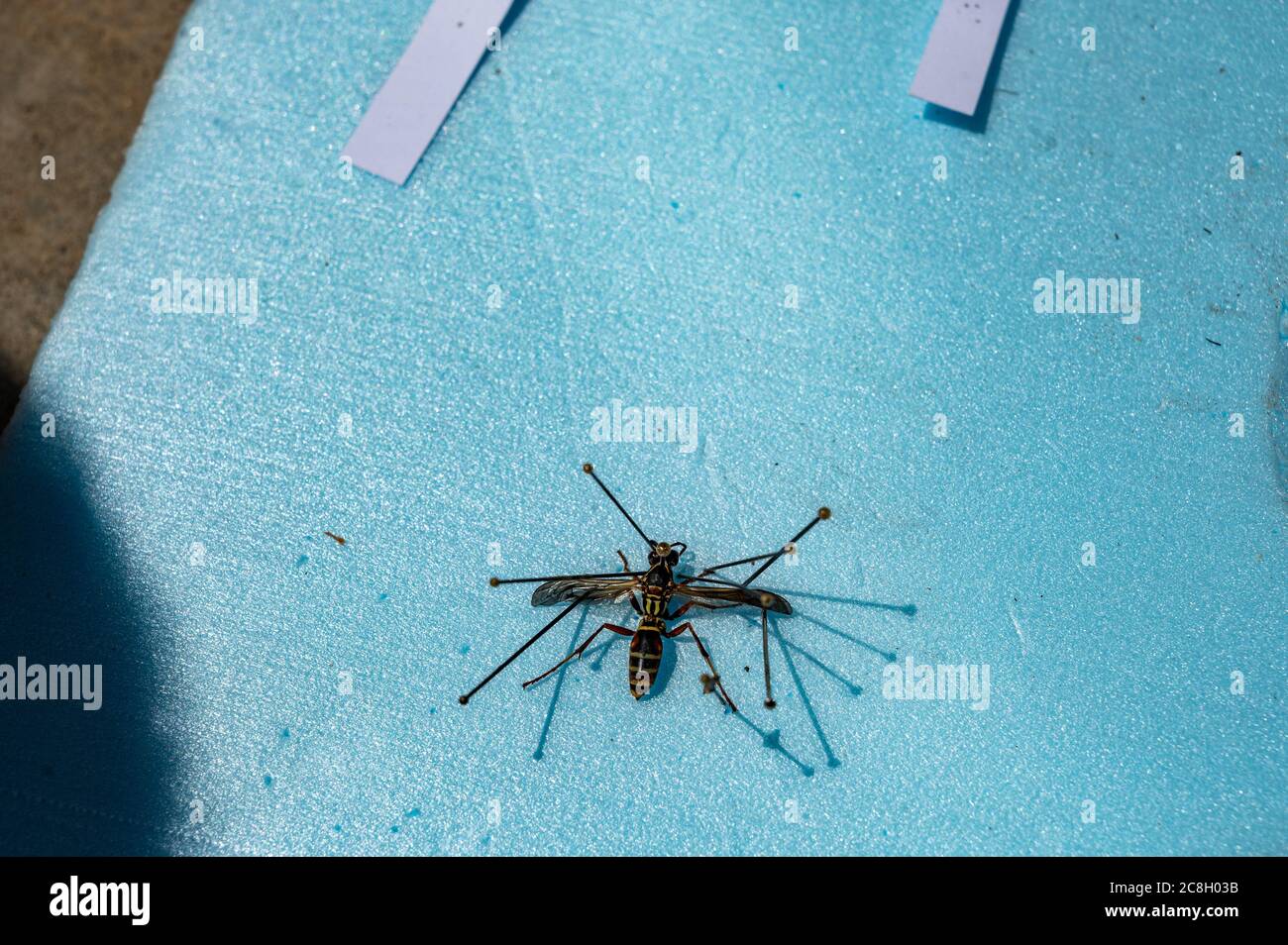 Technique to pin and preserve insects by positioning legs and wings ...